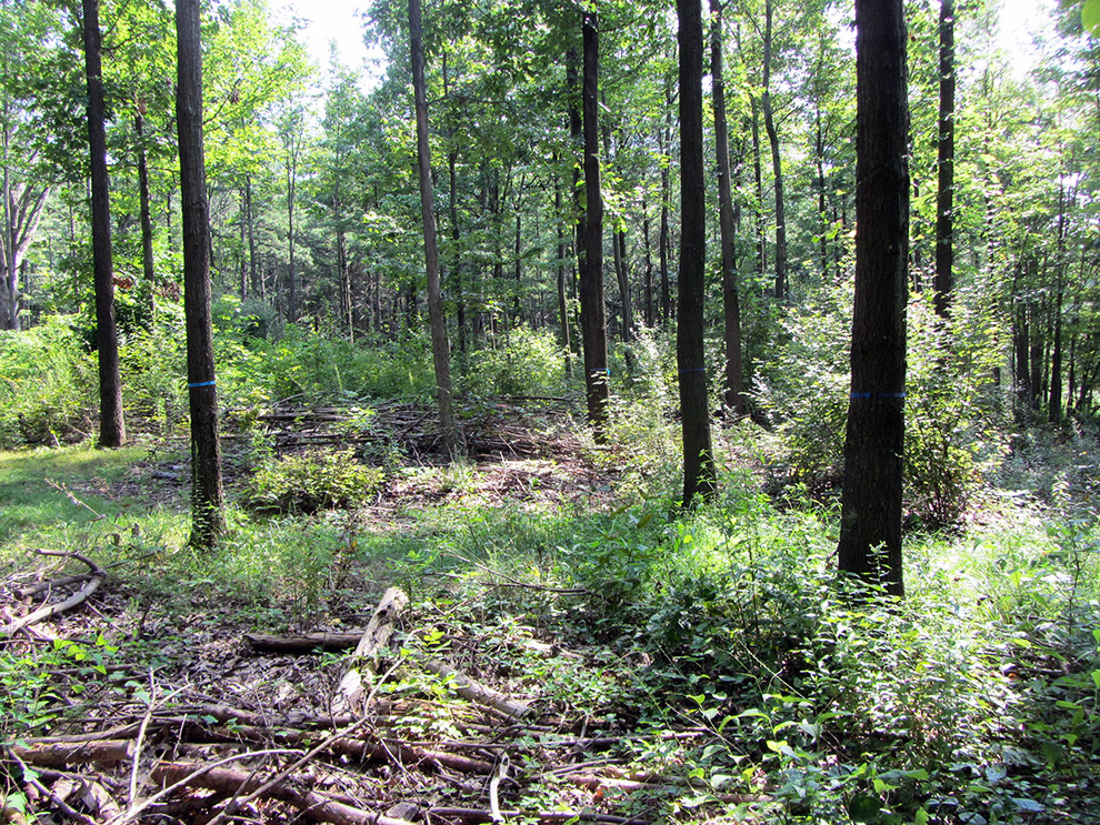 Enhancing browse: A better way to feed deer | News, Sports, Jobs - The ...